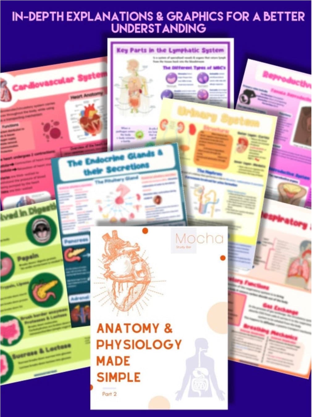 Bundle Anatomy & Physiology Part 2 Study Kit With Practice Questions ...