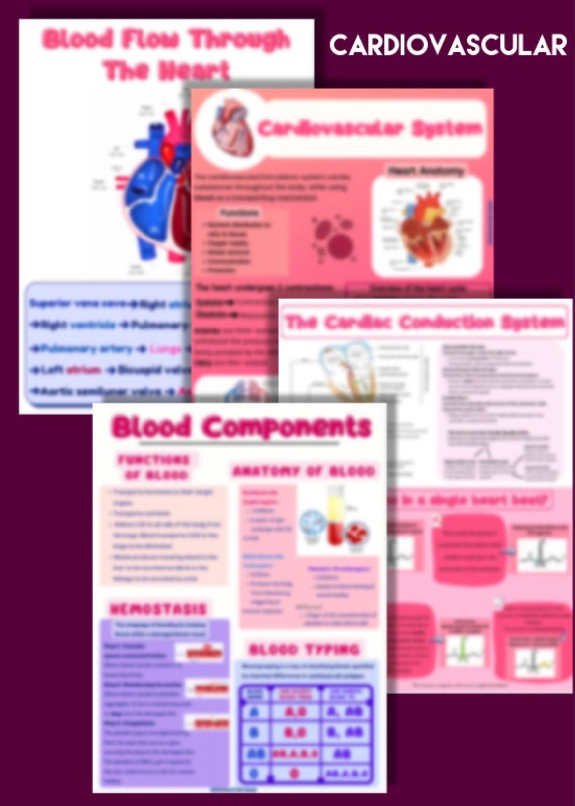 Bundle Anatomy & Physiology Part 2 Study Kit With Practice Questions ...
