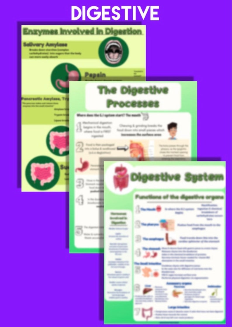 Bundle Anatomy & Physiology Part 1 and 2 Bundle - Etsy