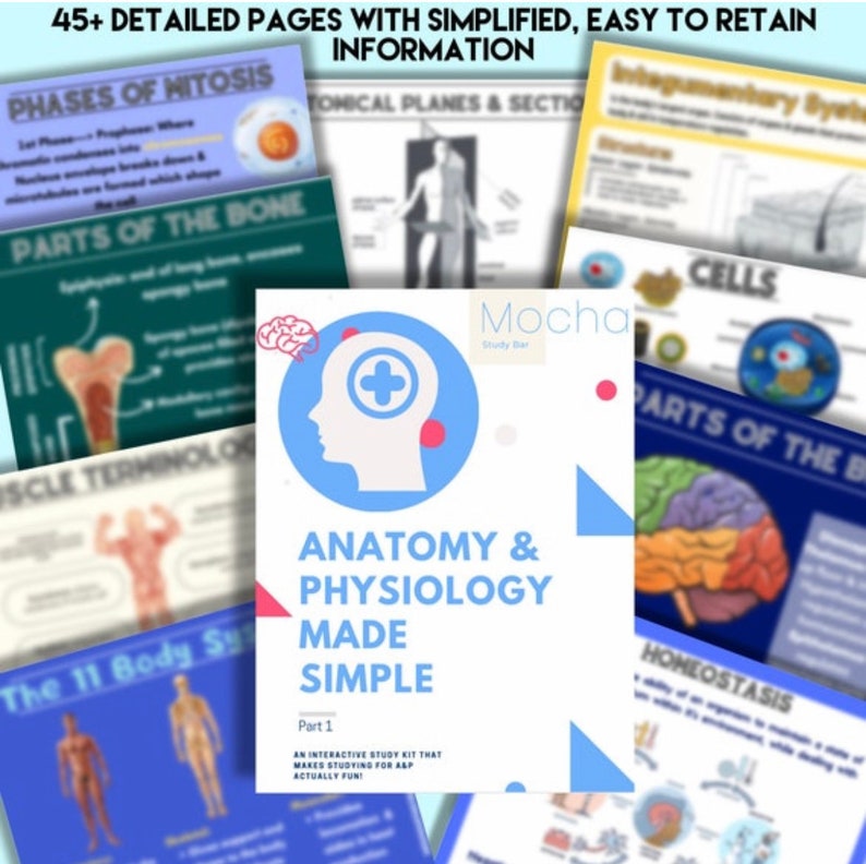 Bundle** Anatomy & Physiology Part 1 and 2 Bundle - Etsy