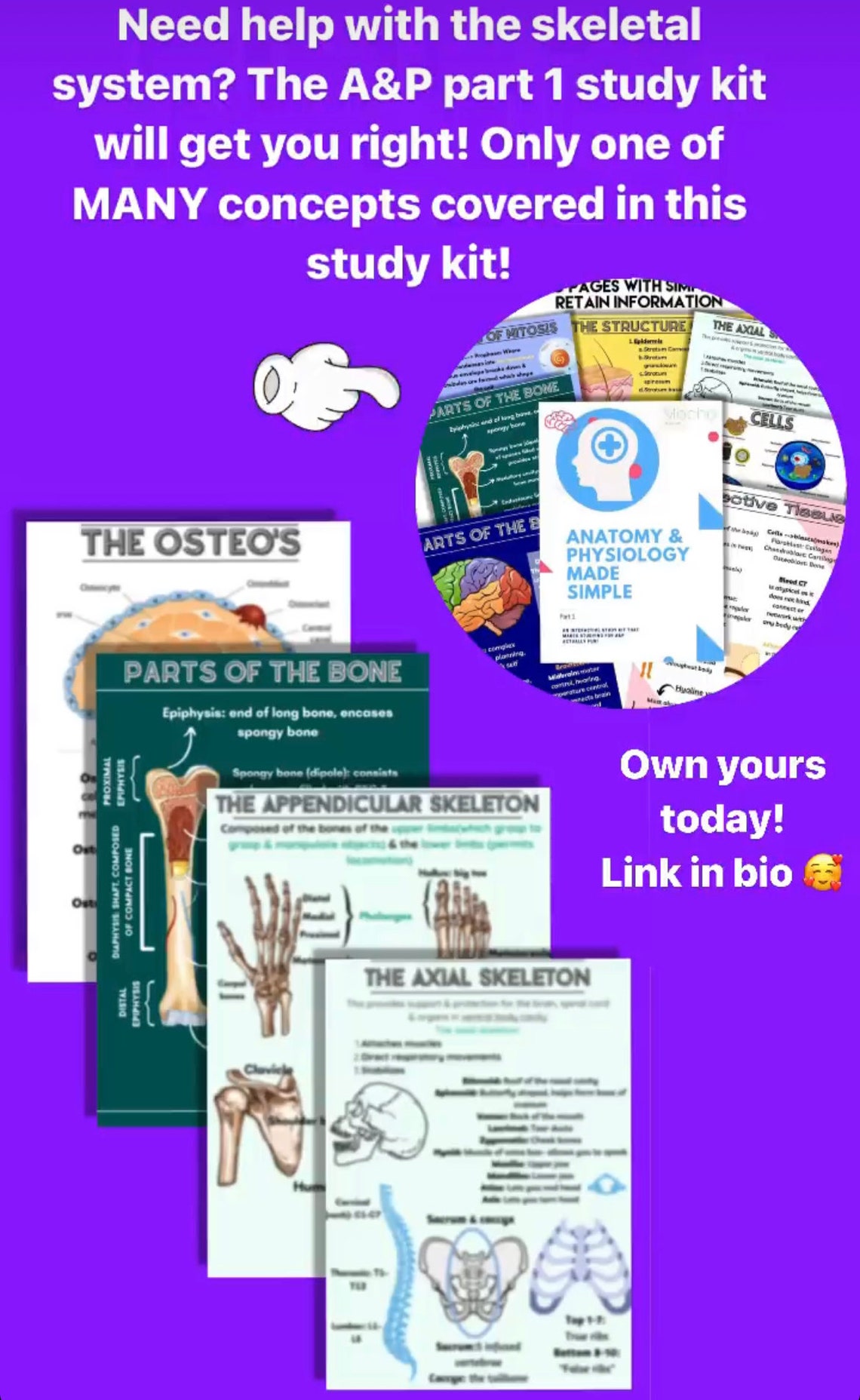 Anatomy & Physiology Study Kit Part 1 | Etsy