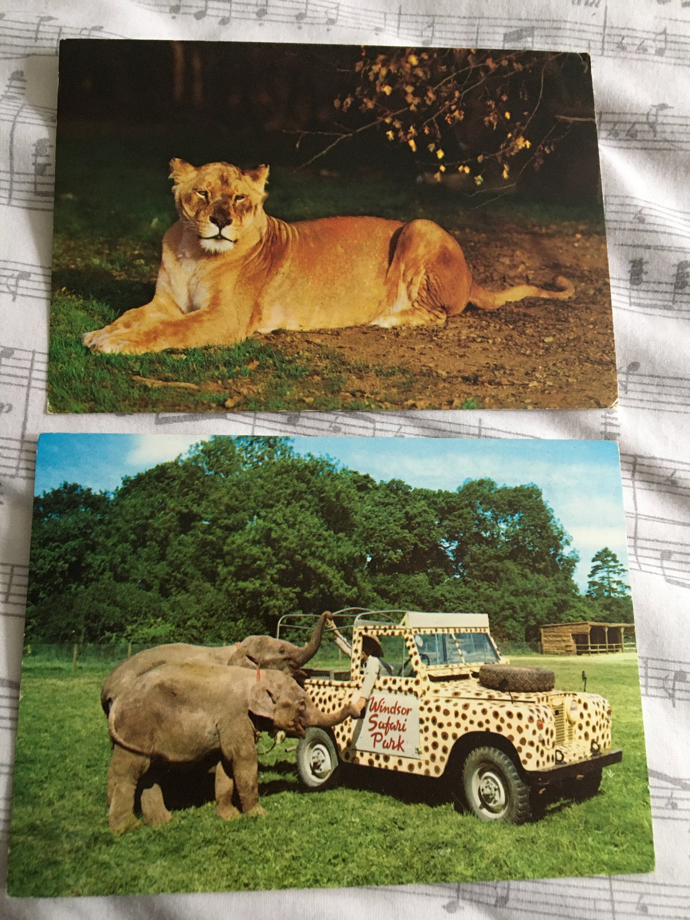 2 X Vintage 1970s Postcards WINDSOR SAFARI PARK Monica Lioness Wild ...