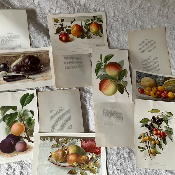 Antique Fruit Pictures - Etsy