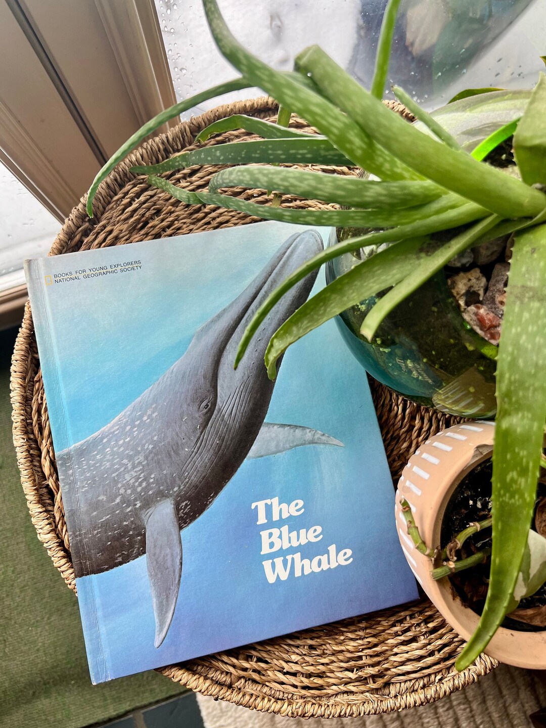 Vintage Book of Blue Whales - Etsy