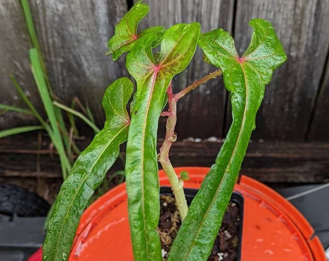 Abelmoschus Manihot Sp. Papua Cenderawasih [exact] - Etsy