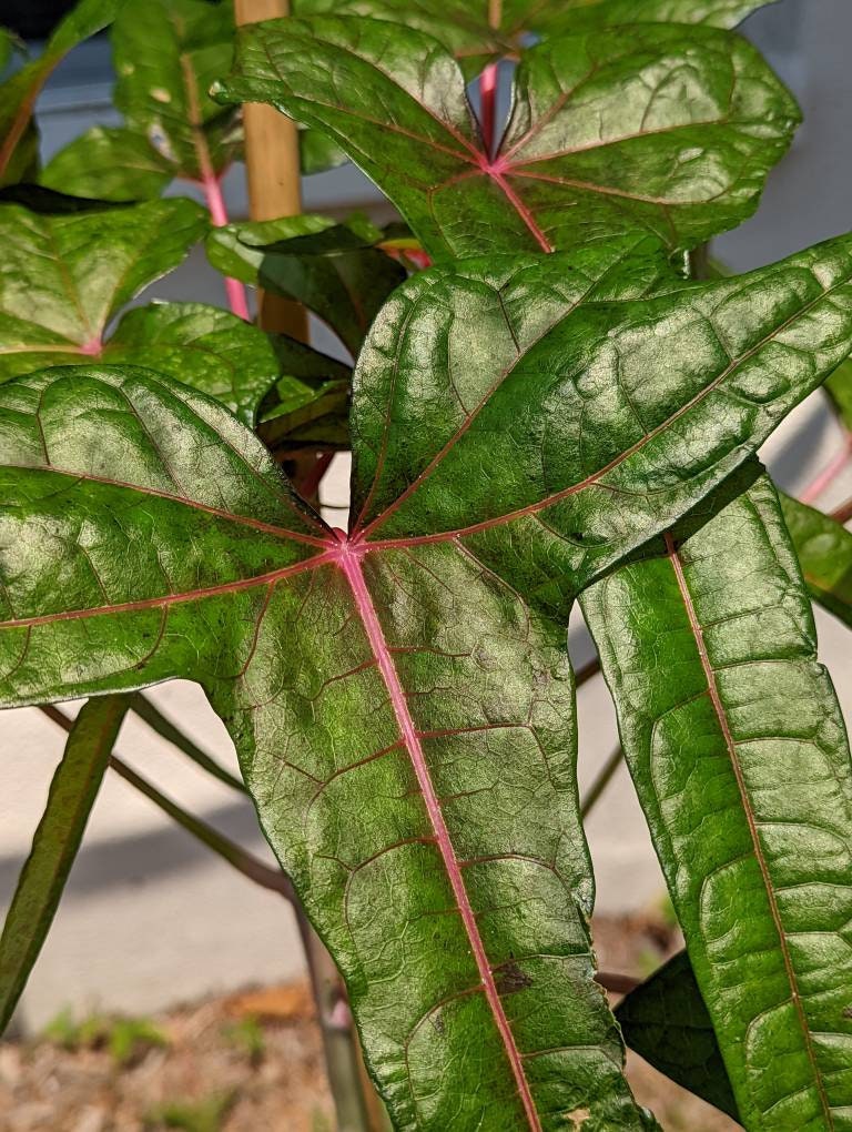 Abelmoschus Manihot Sp. Papua Cenderawasih exact - Etsy