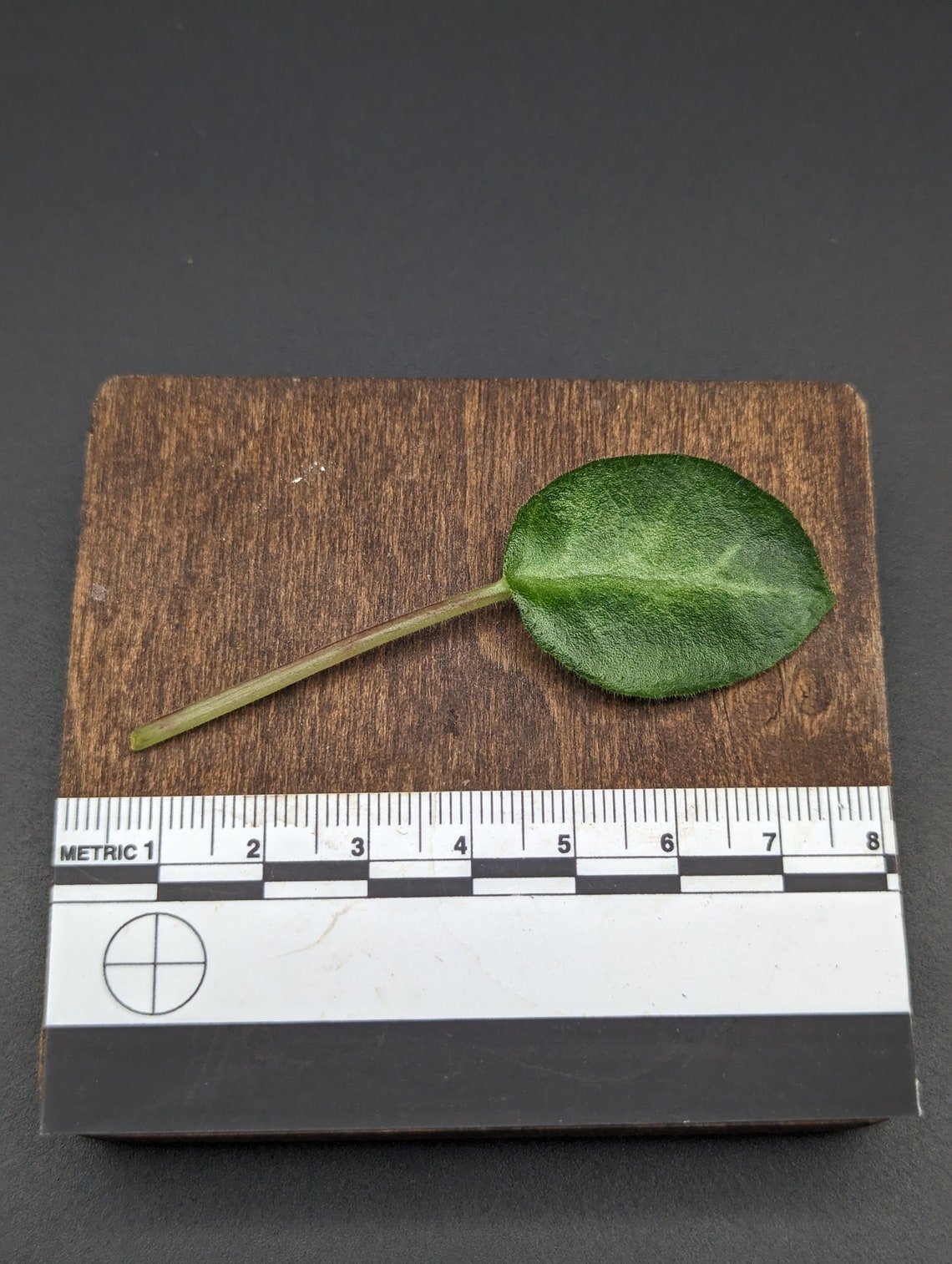 SINGLE LEAF Deinostigma Tamiana (formerly Chirita Tamiana) [cutting] - Etsy