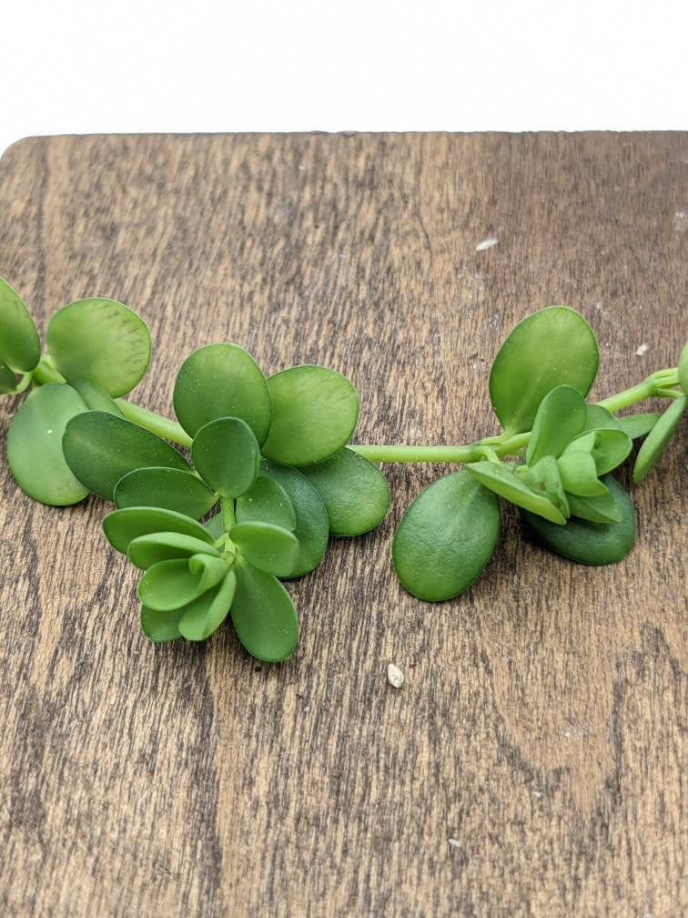 Peperomia Hoffmannii cutting - Etsy