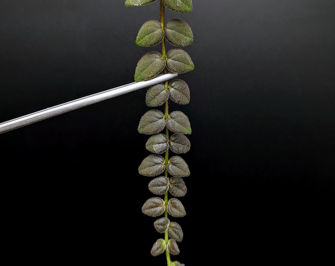 Columnea Gloriosa [cutting] - Etsy