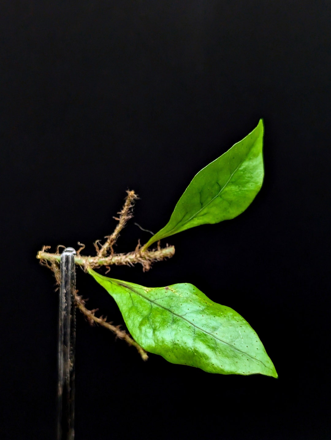 Microsorum Linguiforme [cutting] - Etsy