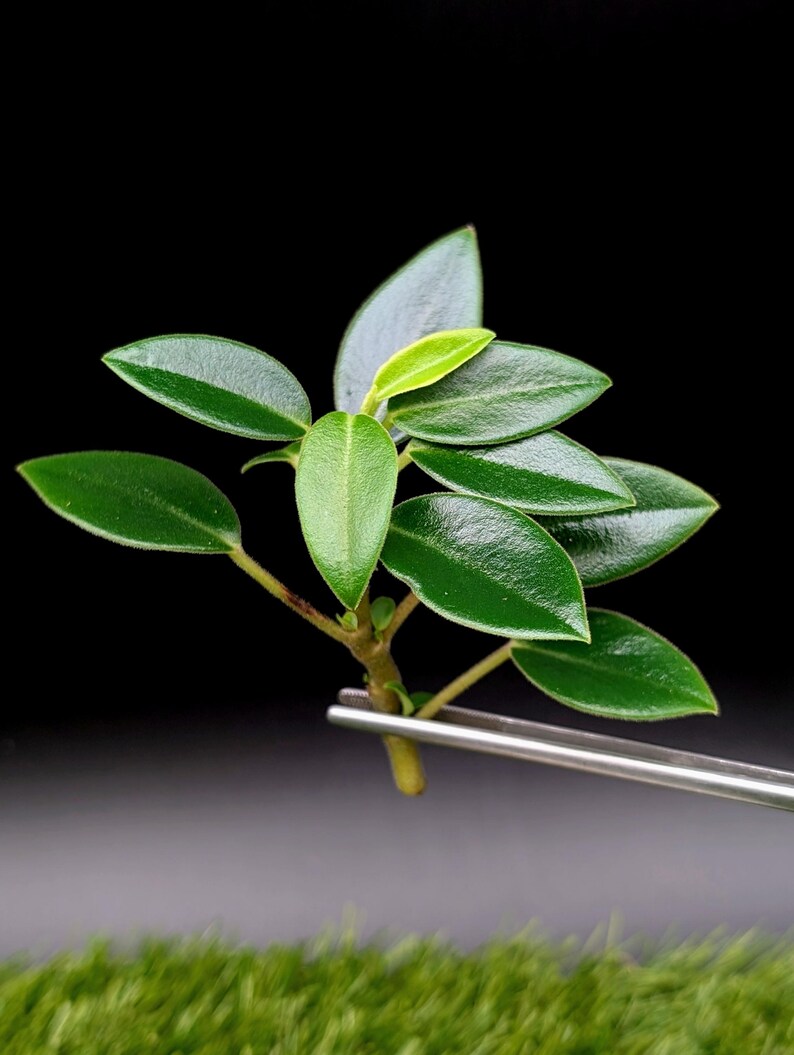 Peperomia Orba [cutting] - Etsy
