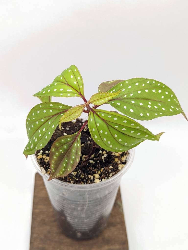 Sonerila aff heterostemon rare terrarium tropical plant Outdoor ...