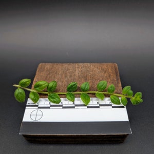 Columnea Gloriosa [cutting] - Etsy