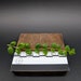 Columnea Gloriosa [cutting] - Etsy