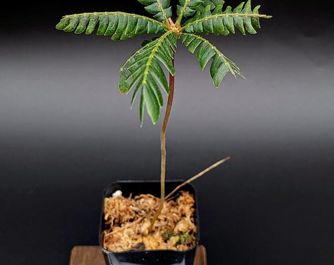 Biophytum Sp. "rob's Violet Barn" [non-exact] - Etsy