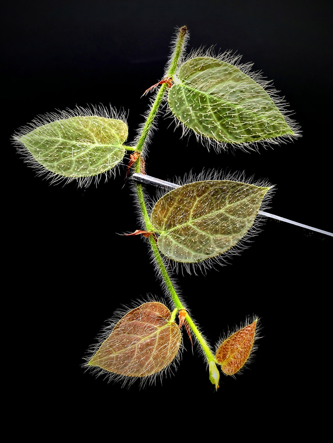 Ficus Villosa [cutting] - Etsy