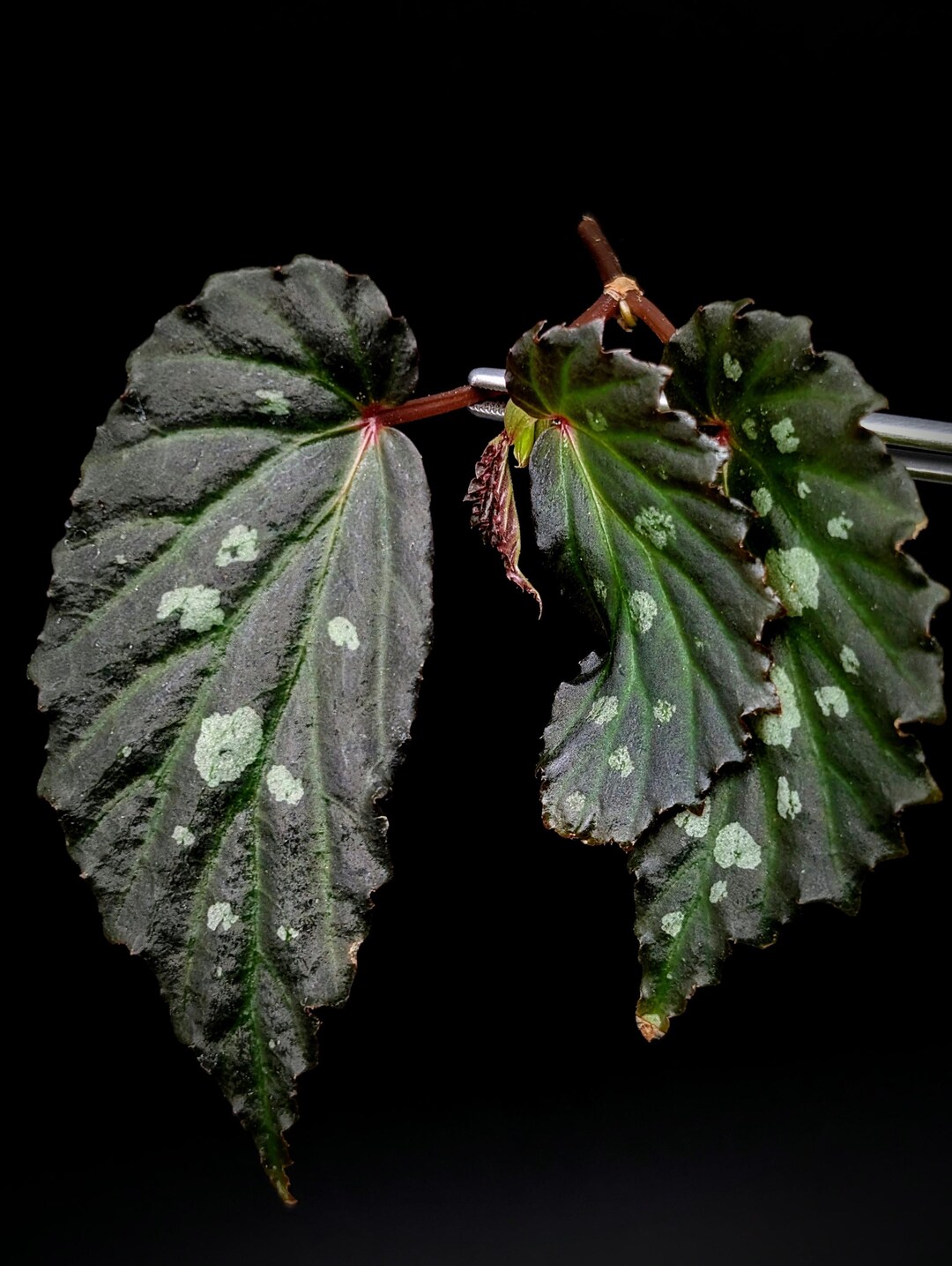 Begonia Sp Mantuk [cutting] - Etsy