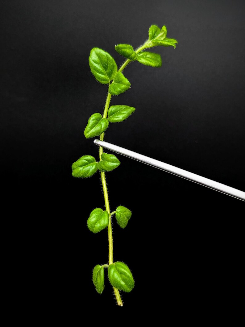 Columnea Colombiana [cutting] - Etsy