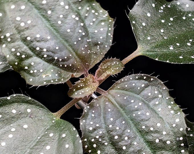 Calvoa Orientalis Syn: Sessiflora [cutting] - Etsy