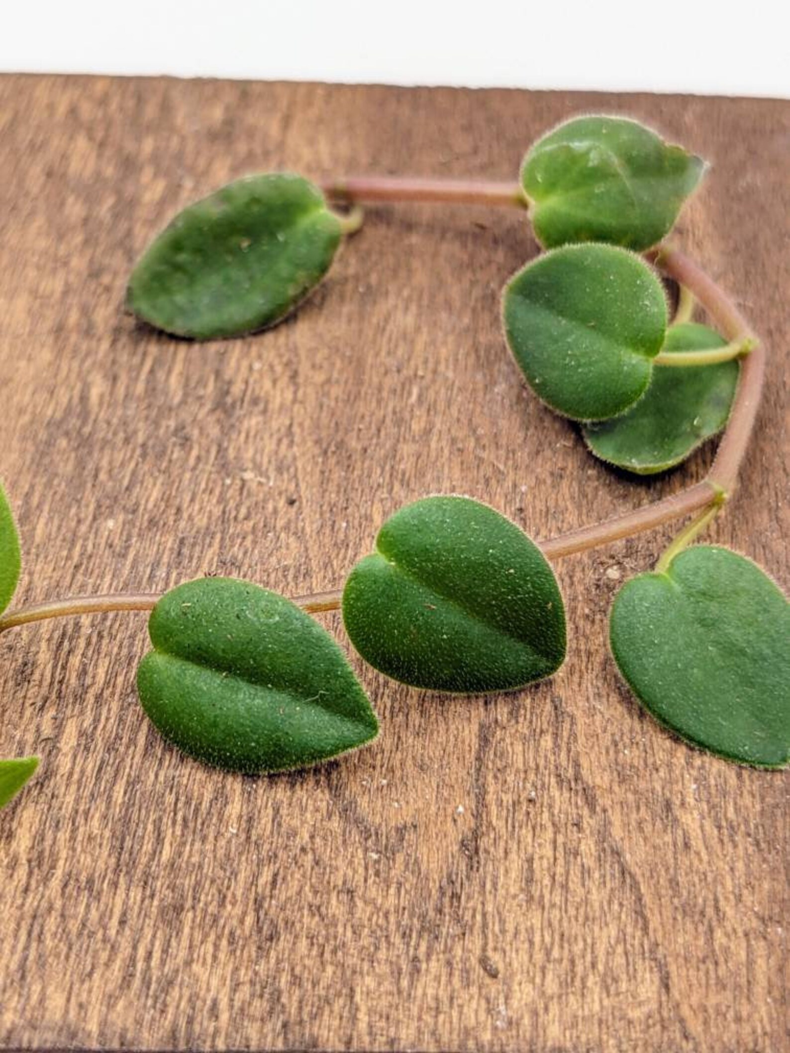 Peperomia Perciliata Syn. Fagerlindii cutting - Etsy