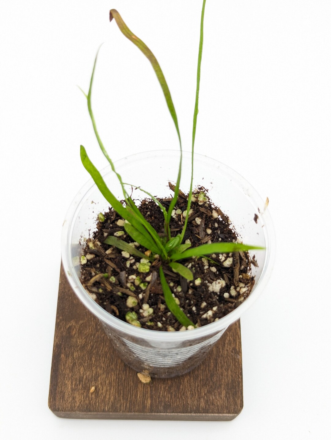 Vittaria Lineata [non-exact] - Etsy