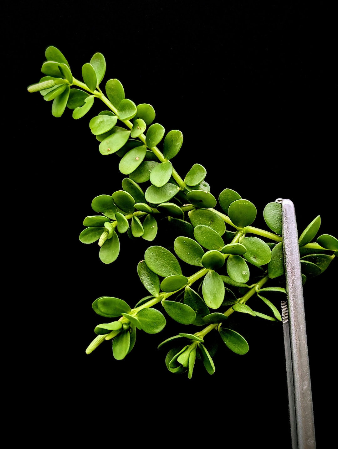 Peperomia Hoffmannii [cutting] - Etsy