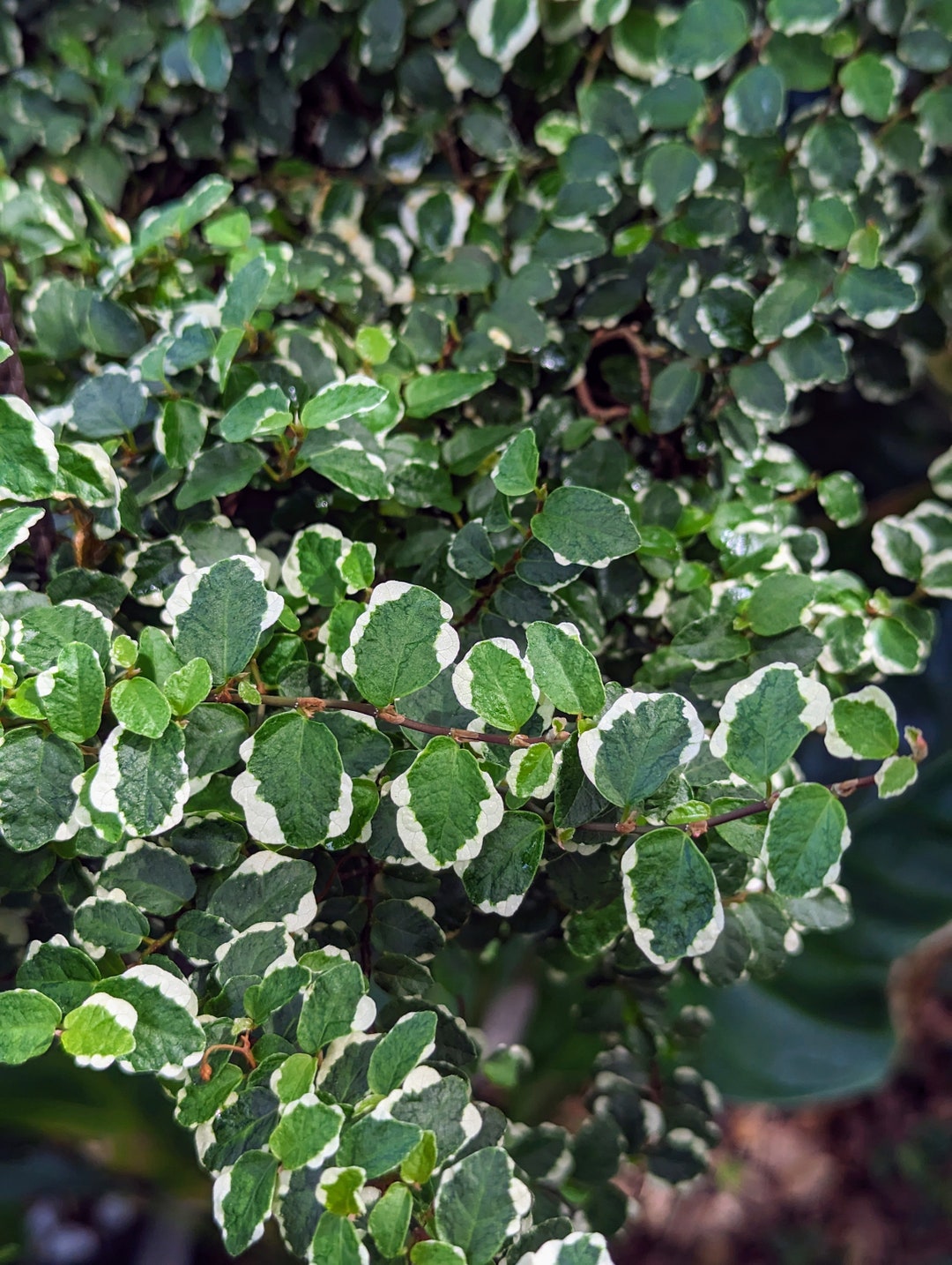 Ficus Pumila Minima Variegated cutting - Etsy