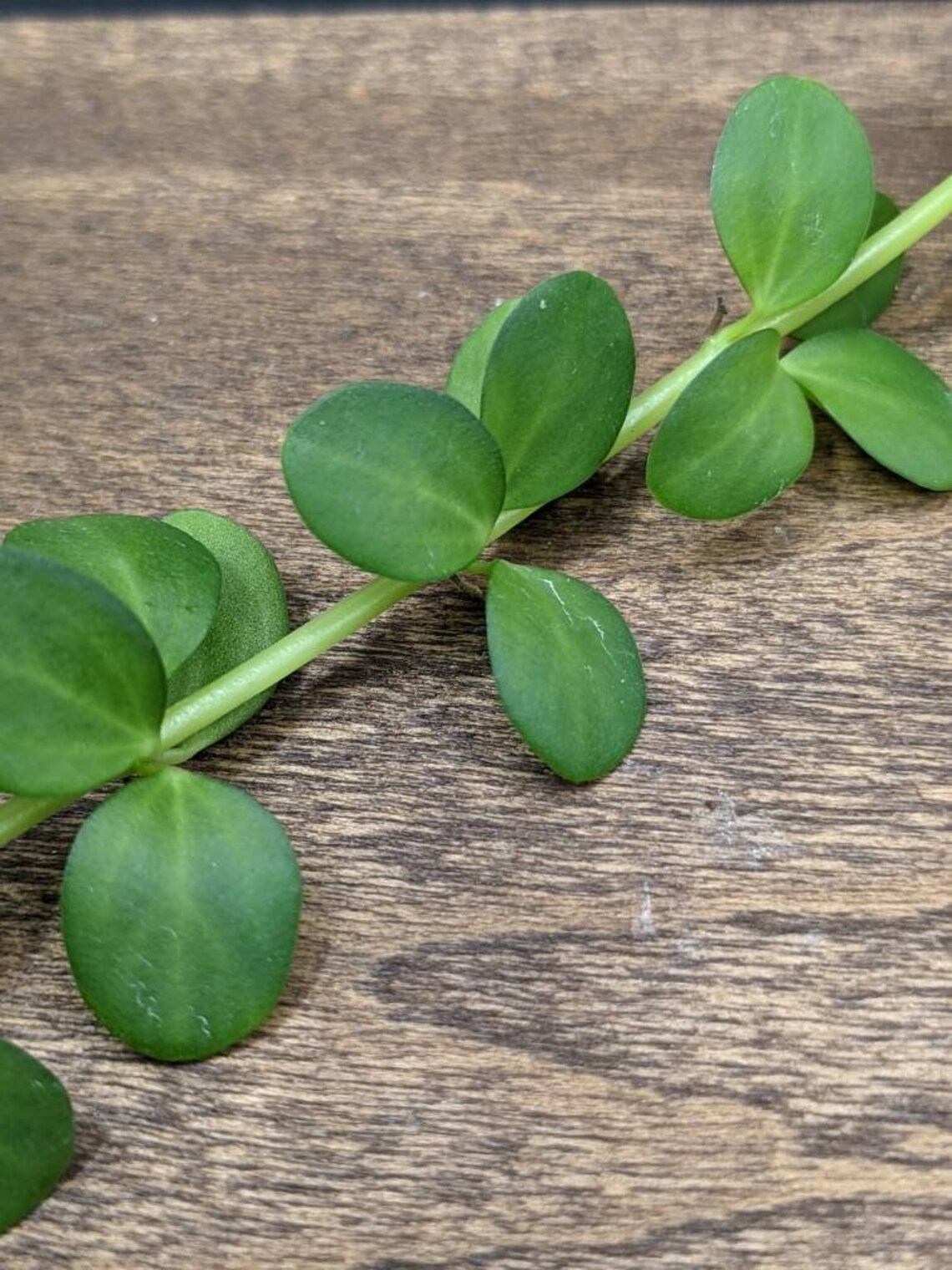 Peperomia hoffmannii cutting | Etsy