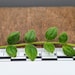 Columnea Gloriosa [cutting] - Etsy