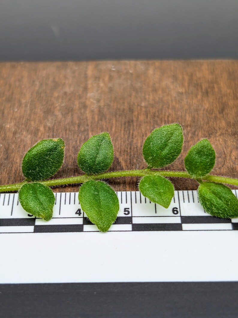 Columnea Gloriosa [cutting] - Etsy