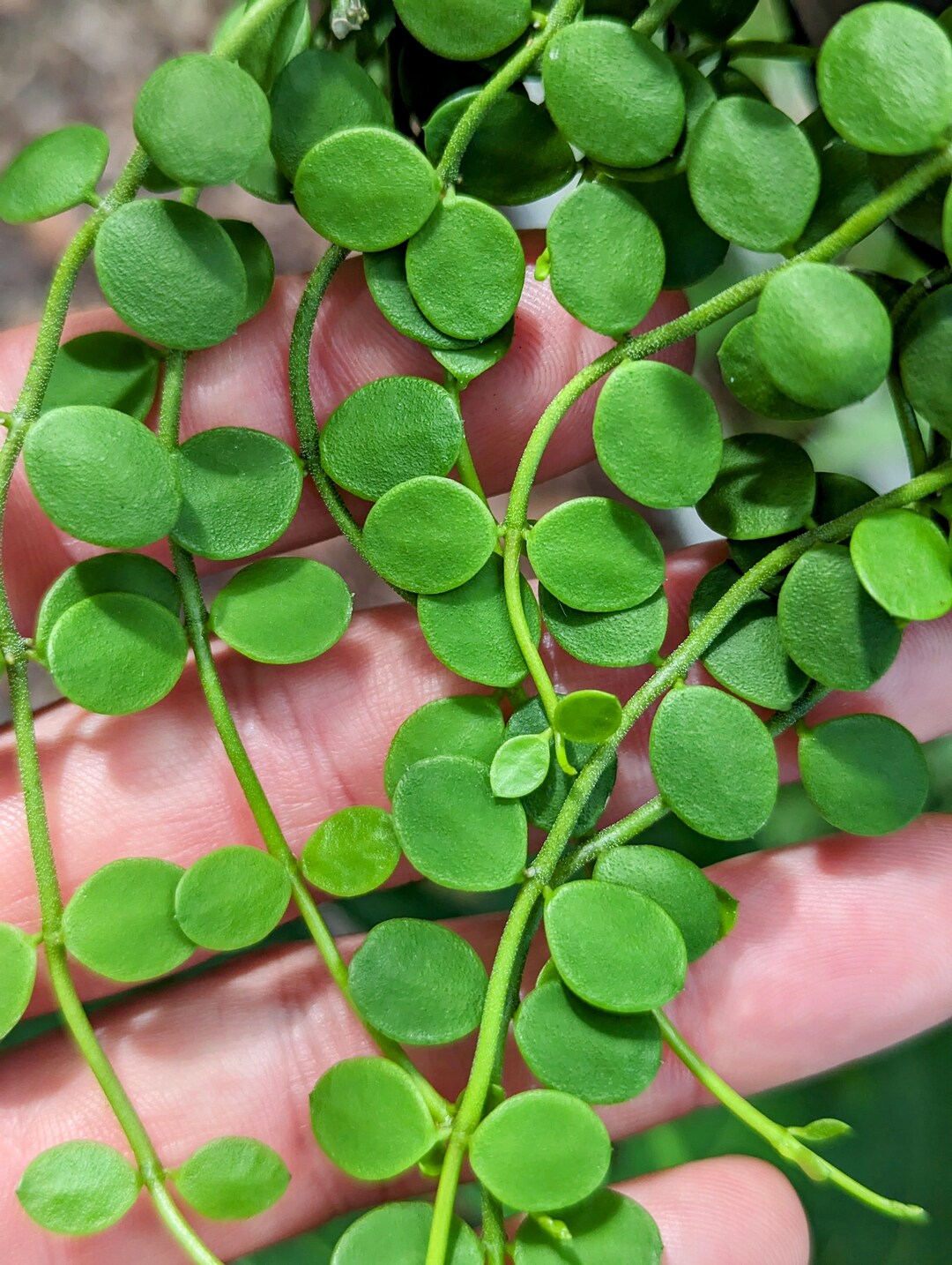 Dischidia Nummularia (string of Nickels) [cutting] - Etsy