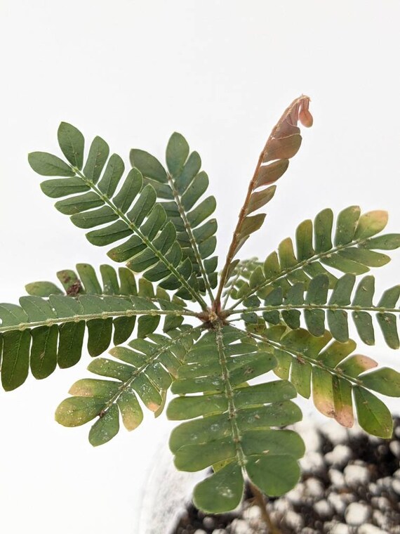 Biophytum sp. Ecuador - Etsy.de