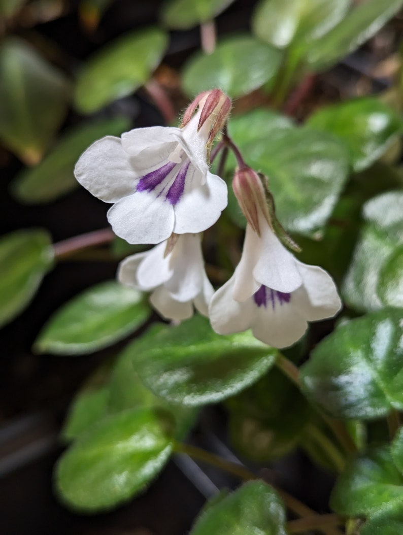 SINGLE LEAF Deinostigma Tamiana (formerly Chirita Tamiana) [cutting] - Etsy
