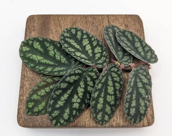 Procris syn: Pellionia Repens cutting - Etsy