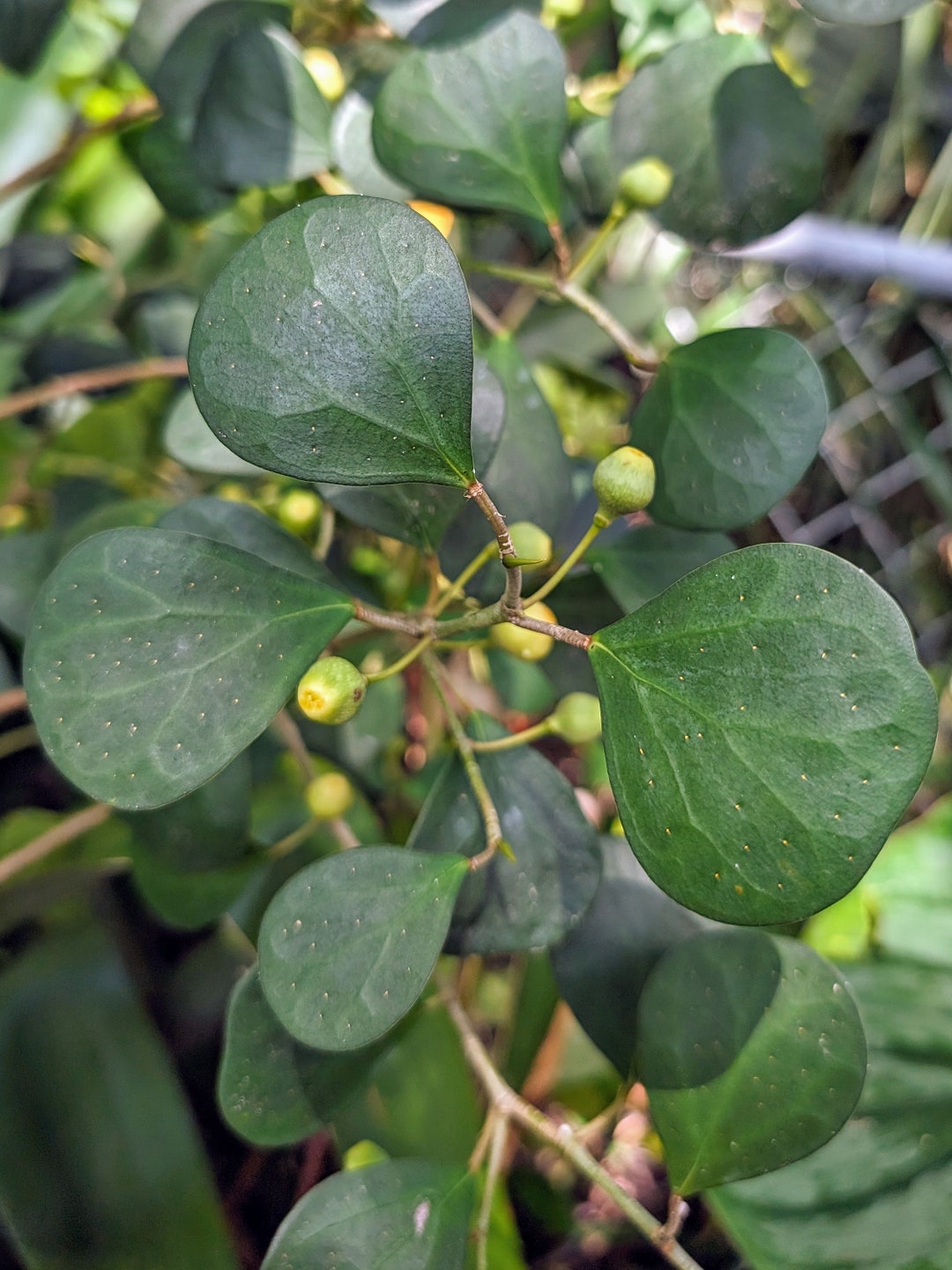Ficus Deltoidea (SYN: Diversifolia) Mistletoe Fig [cutting] - Etsy