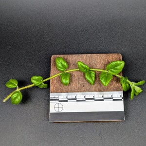 Columnea Colombiana [cutting] - Etsy