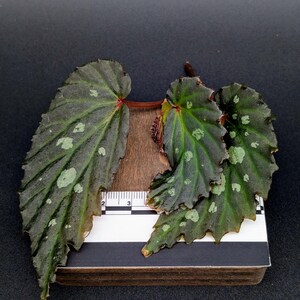 Begonia Sp Mantuk [cutting] - Etsy