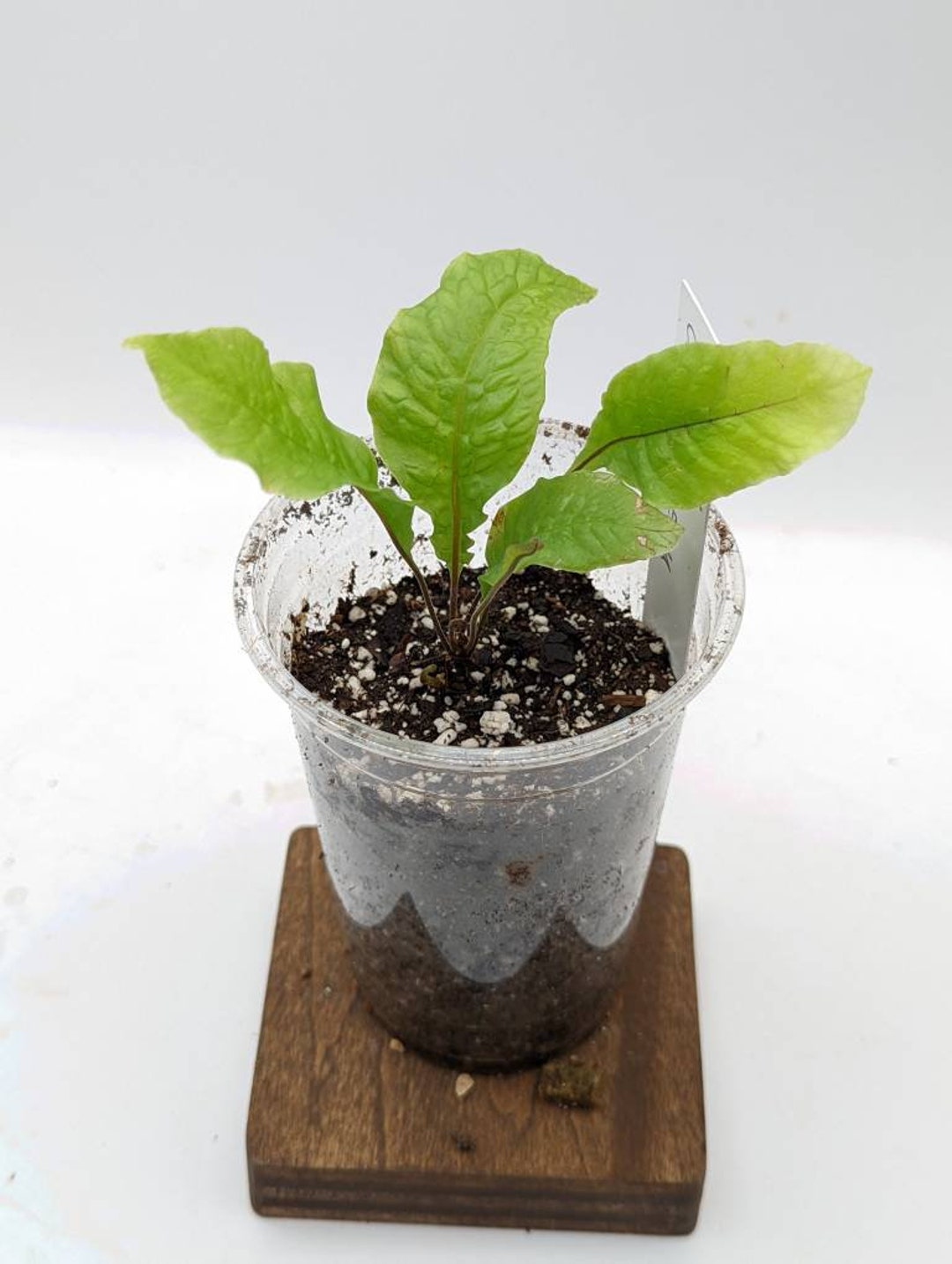 Tectaria Singaporeana Cf. exact Plant - Etsy
