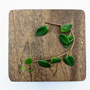 Peperomia Perciliata Syn. Fagerlindii [cutting] - Etsy