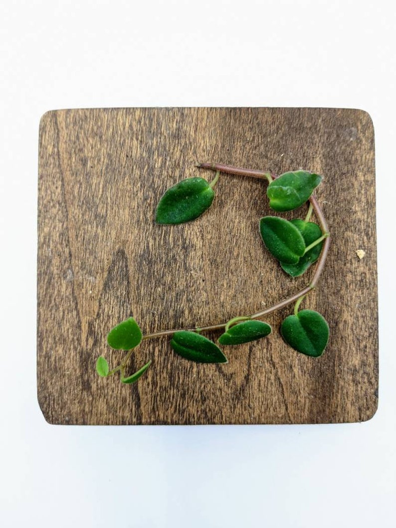 Peperomia Perciliata Syn. Fagerlindii cutting - Etsy