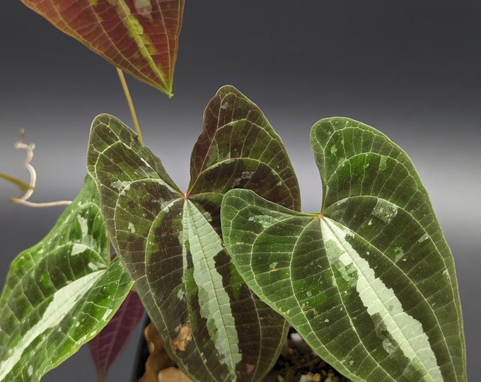 Dioscorea Discolor exact - Etsy