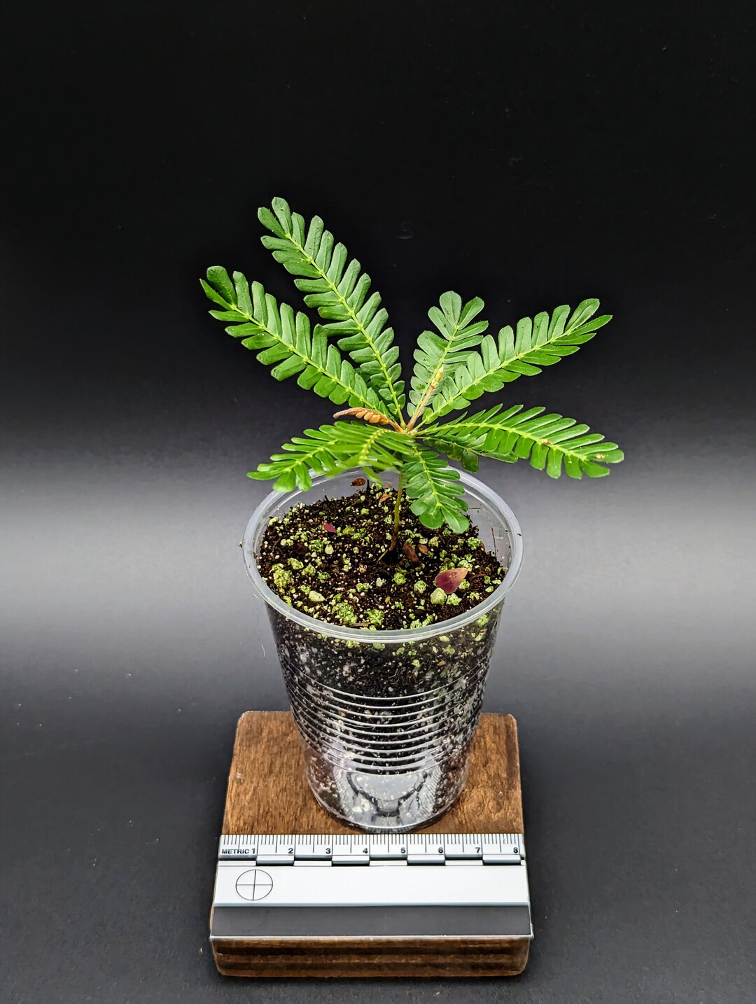 Biophytum Sp. Ecuador - Etsy
