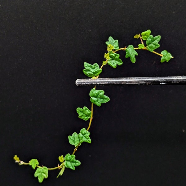 String of Frogs - Etsy