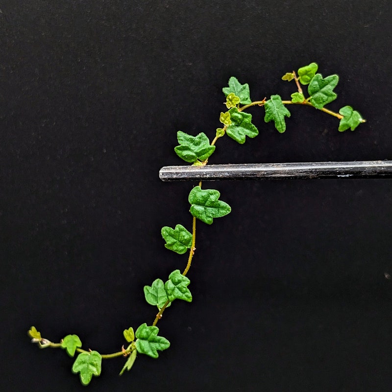 String of Frogs - Etsy