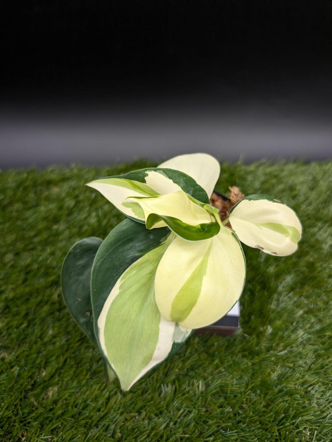 Philodendron Cv. Gabby [exact Plant] - Etsy