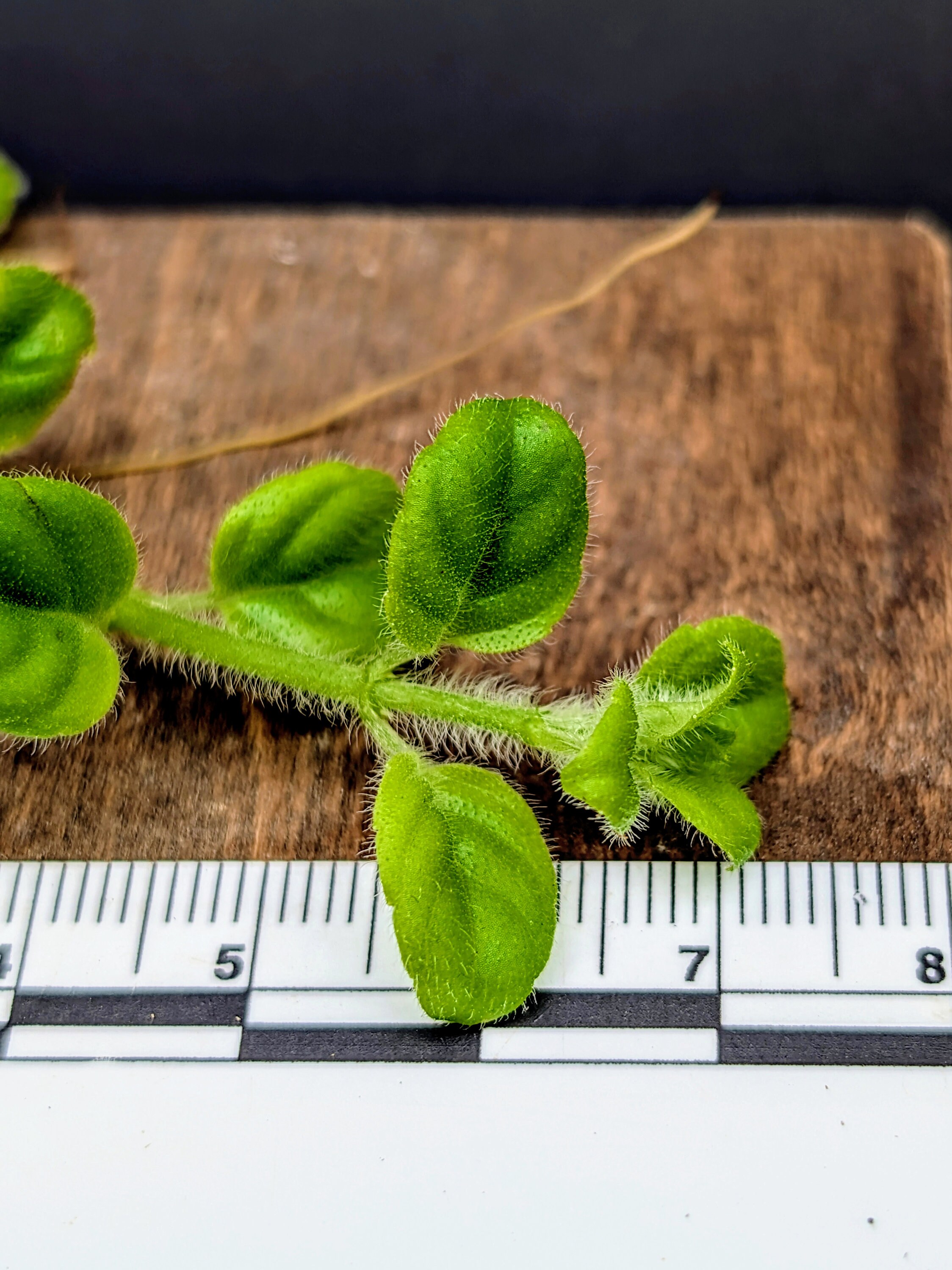 Columnea Colombiana [cutting] - Etsy