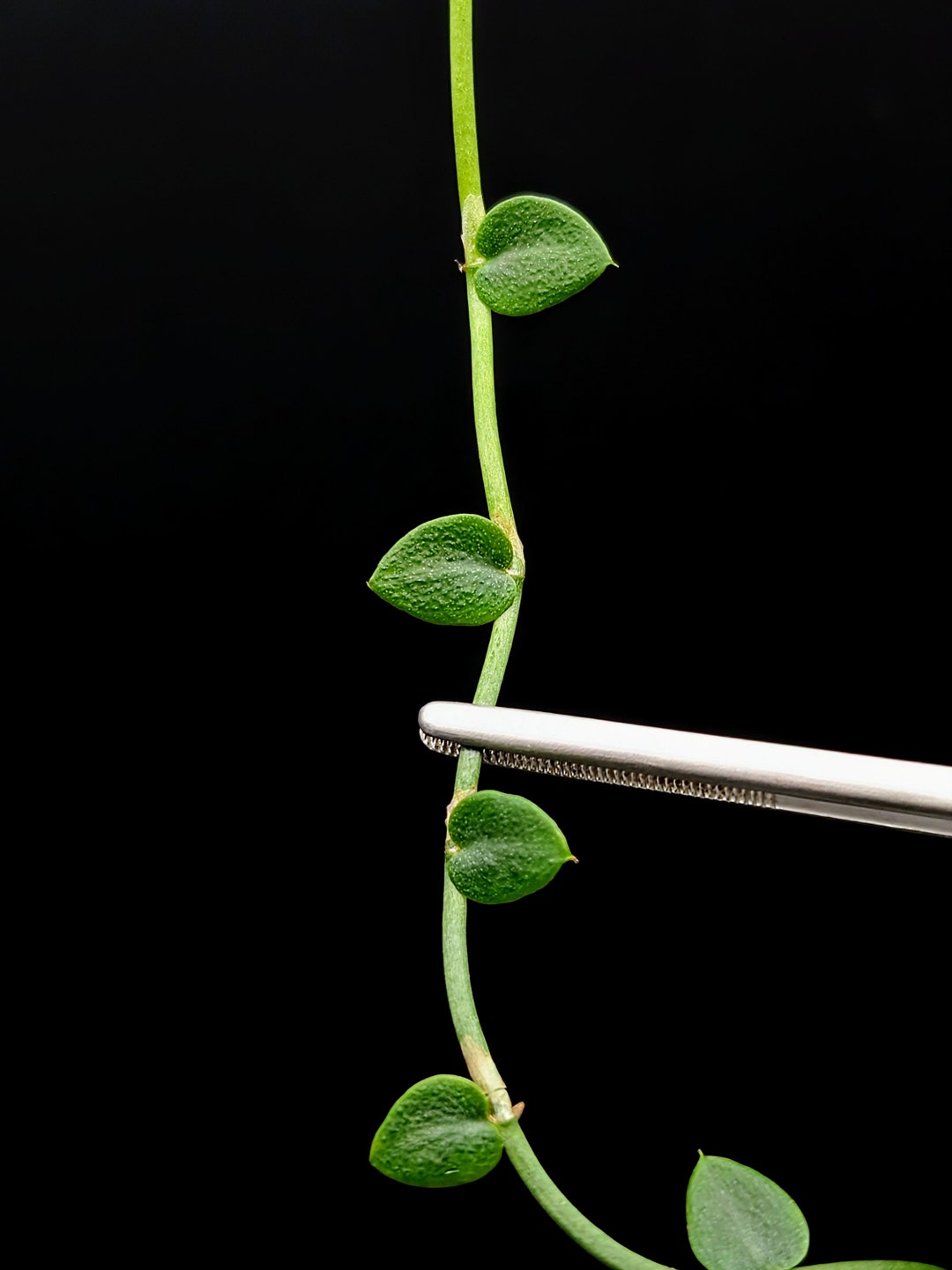 Rhaphidophora Pachyphylla [cutting] - Etsy