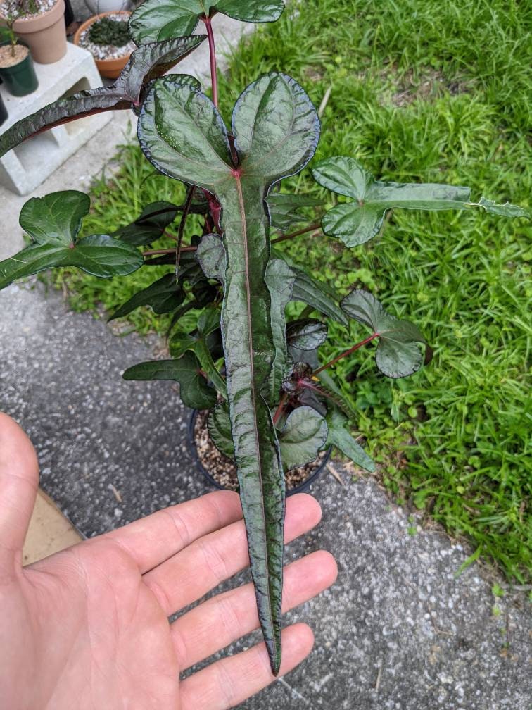 Abelmoschus Manihot Sp. Papua Cenderawasih exact - Etsy