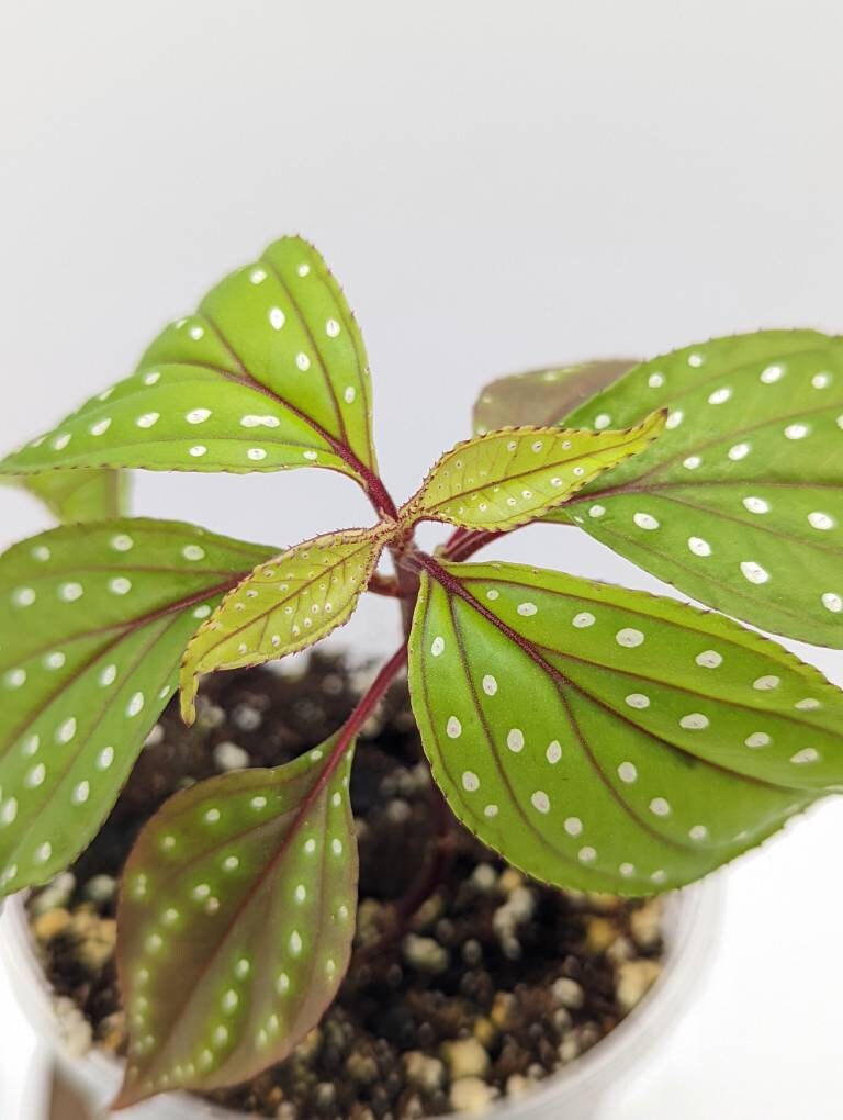 Sonerila aff heterostemon rare terrarium tropical plant Outdoor ...