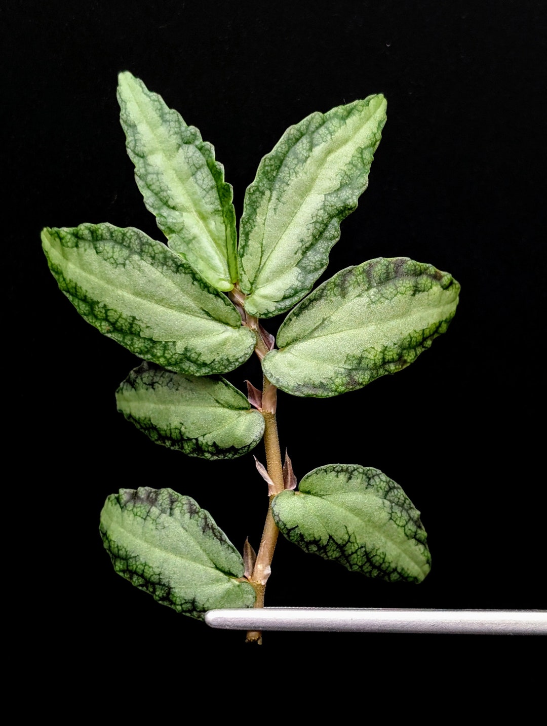 Procris (syn: Pellionia) Repens [cutting] - Etsy